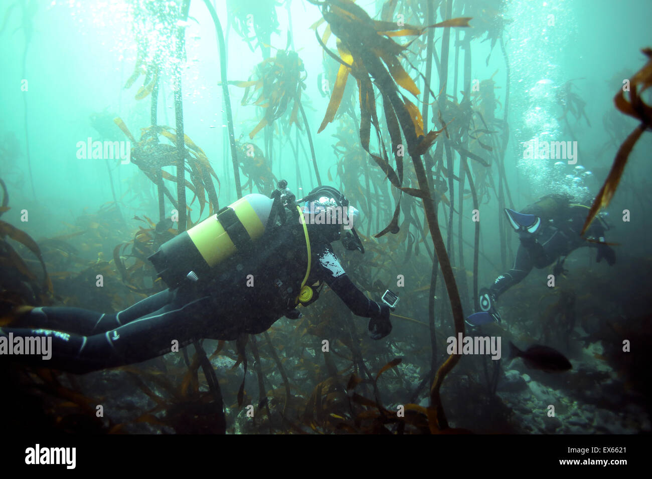 Tauchen durch Kelpwald in Kapstadt, Südafrika Stockfotografie - Alamy