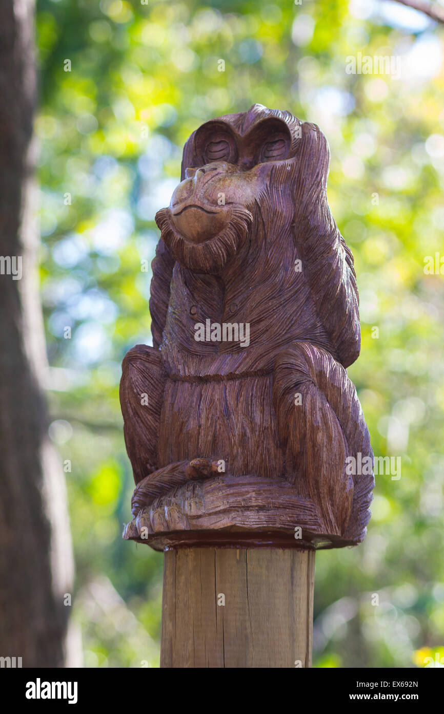 Monkey ears -Fotos und -Bildmaterial in hoher Auflösung – Alamy