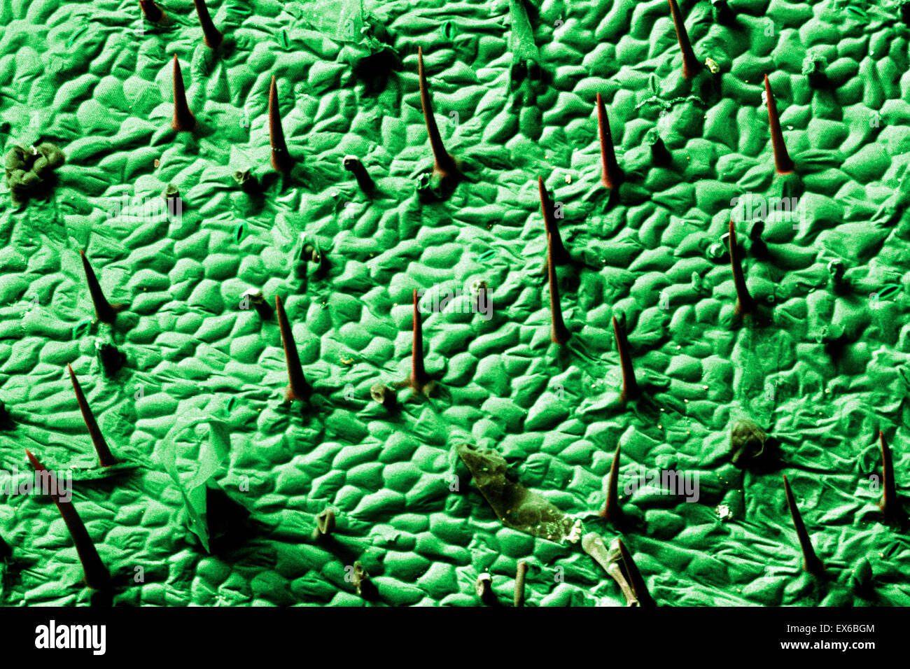 Sem Bild Stockfotos und -bilder Kaufen - Alamy