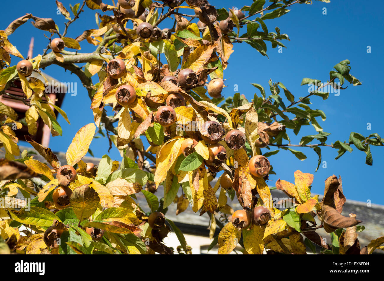 Mispel baum -Fotos und -Bildmaterial in hoher Auflösung – Alamy
