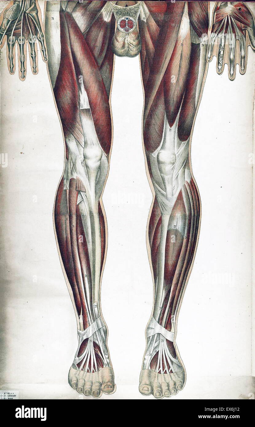Anatomische Illustrationfrom "Le Corps Humain et Grandeur Naturelle ...