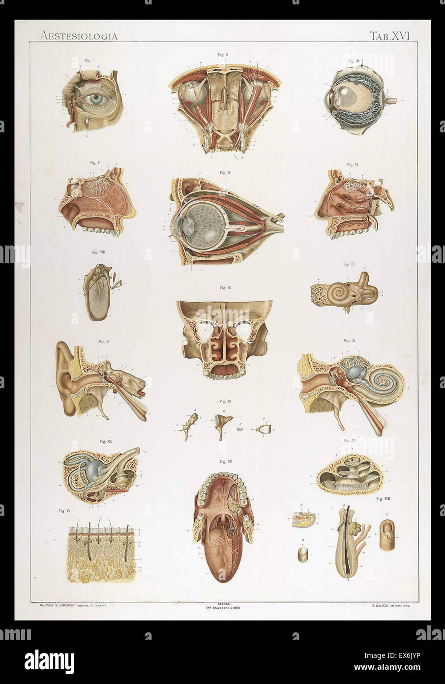anatomische Illustrationen von Sigismond Balicki, 1858-1916 aus ...