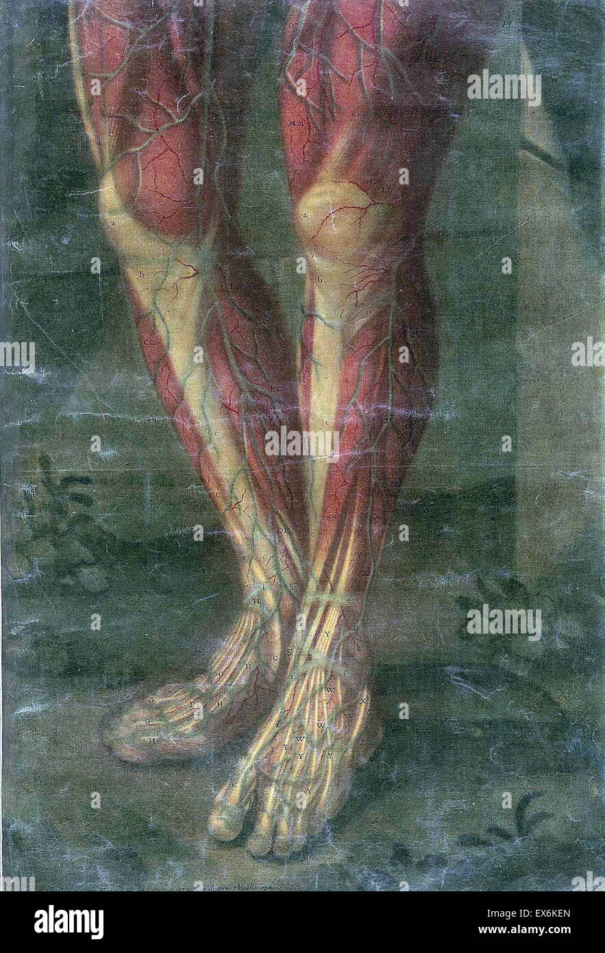 Gautier d agoty -Fotos und -Bildmaterial in hoher Auflösung – Alamy