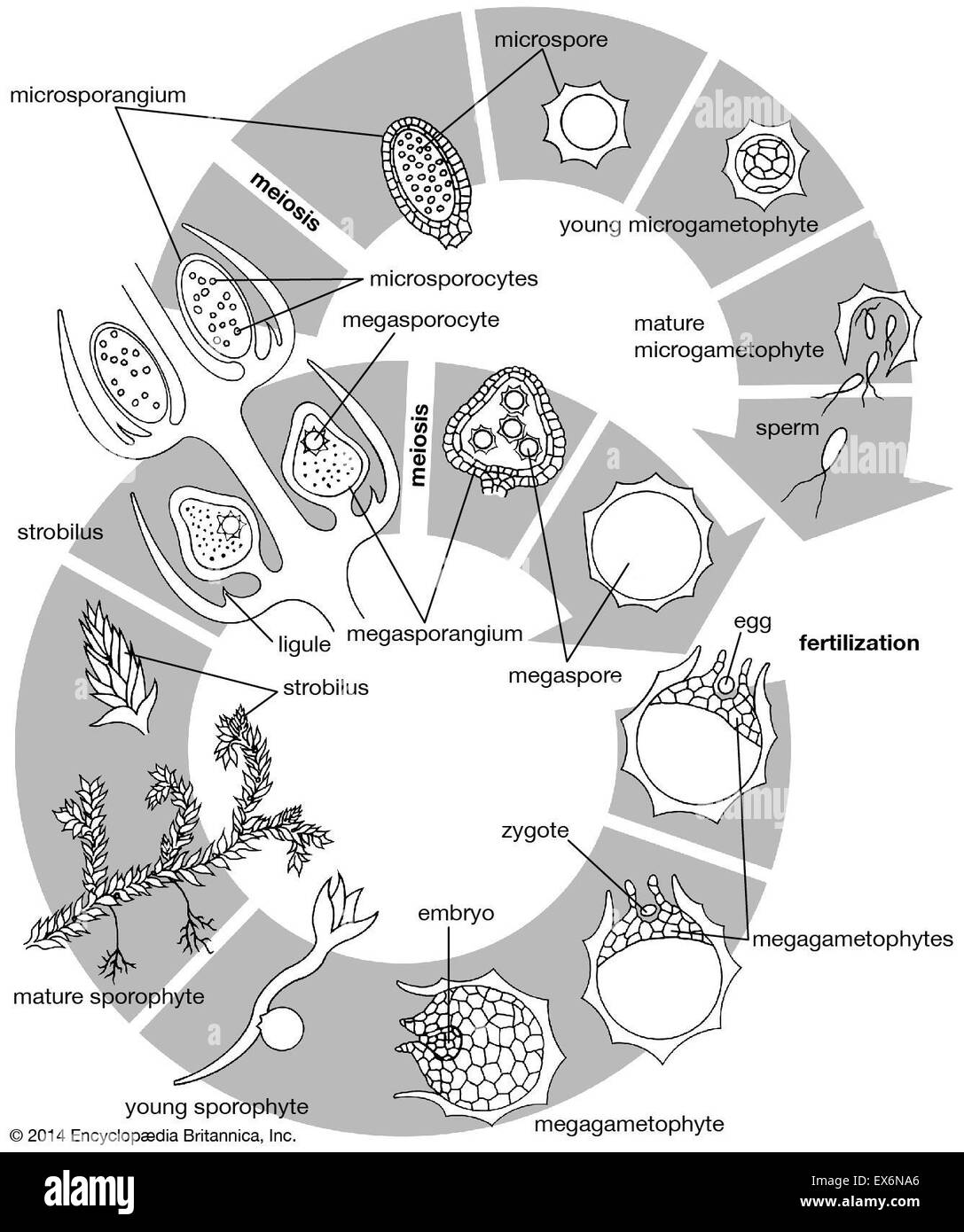 Lebenszyklus der pflanzen Schwarzweiß-Stockfotos und -bilder - Alamy