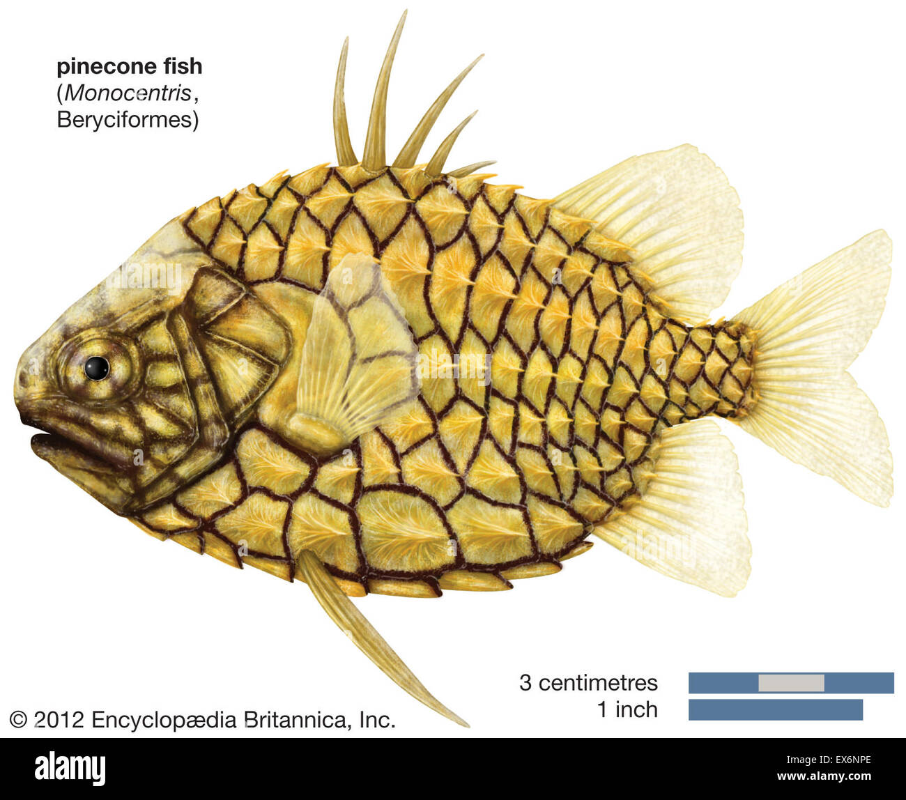 Spiny finned fish -Fotos und -Bildmaterial in hoher Auflösung – Alamy