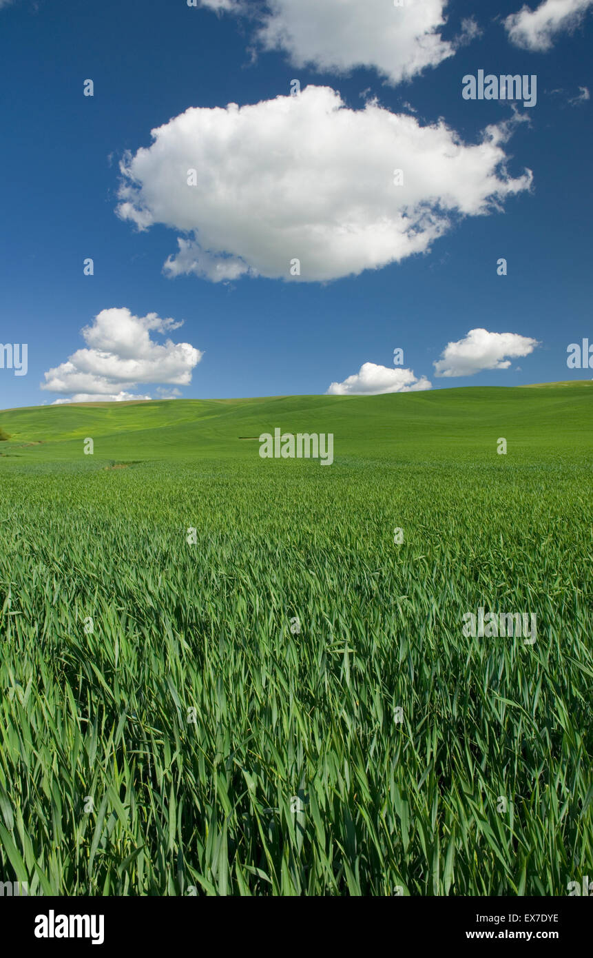 Palouse weizenfelder -Fotos und -Bildmaterial in hoher Auflösung – Alamy