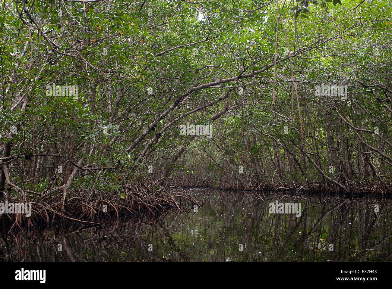 Sumpf der rote Mangrove, Rhizophora Mangle, im Collier-Seminole Park ...