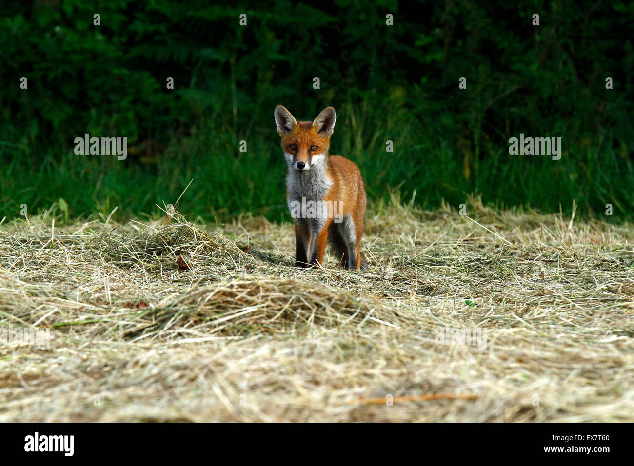 Unsere grösste Raubtier auf den britischen Inseln, die schöne Red Fox ...