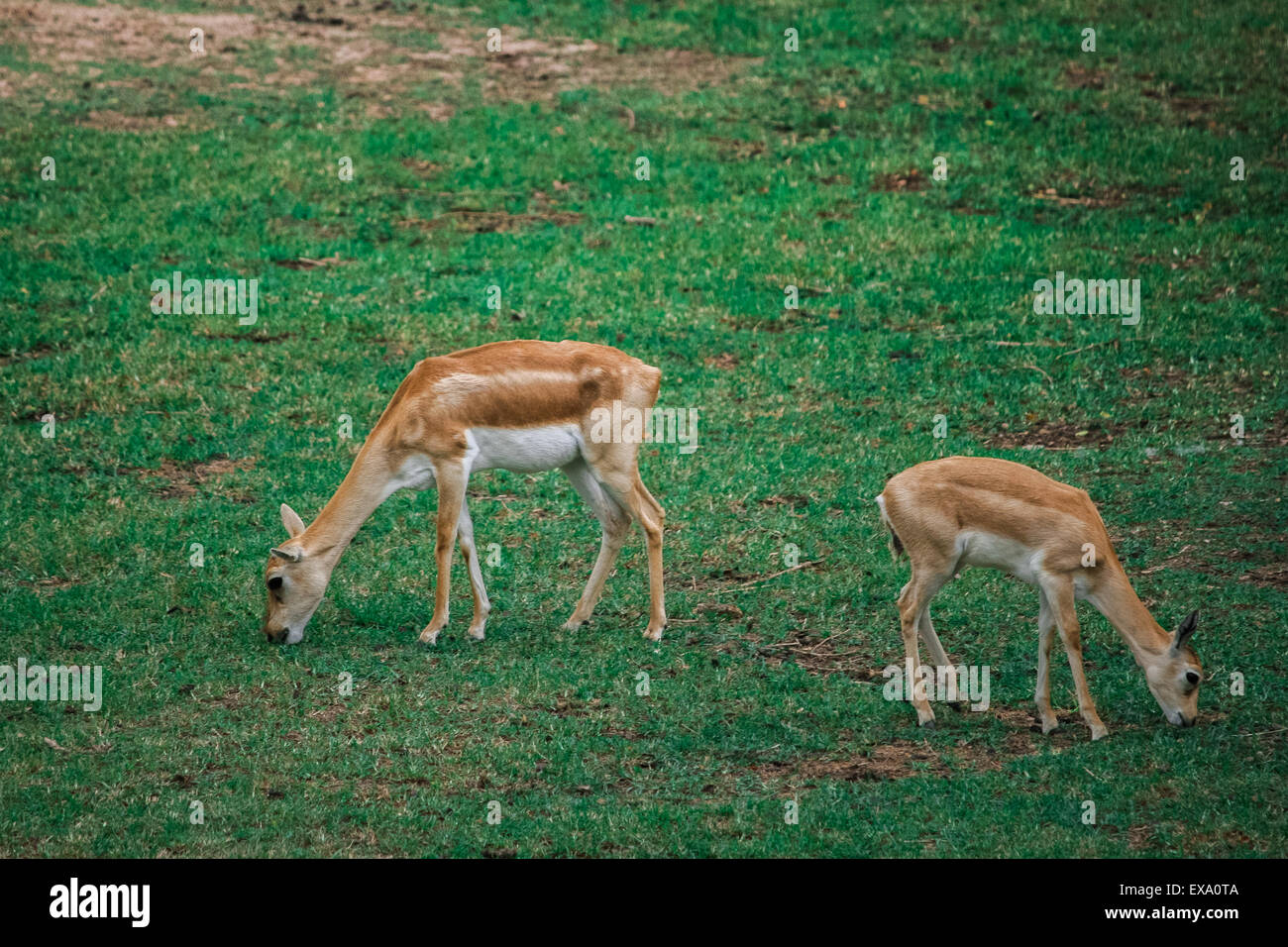 Deer eating grass -Fotos und -Bildmaterial in hoher Auflösung – Alamy
