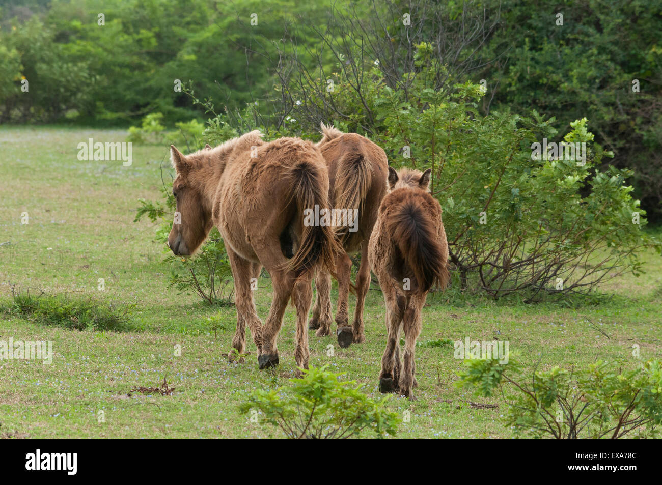 Indien pferderennen -Fotos und -Bildmaterial in hoher Auflösung – Alamy