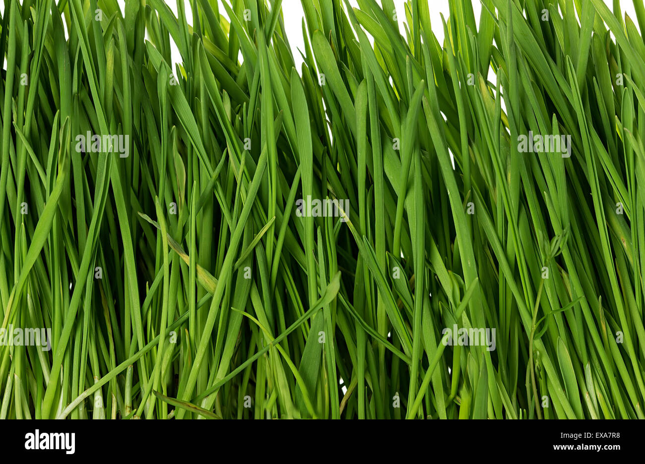 Fond de gras -Fotos und -Bildmaterial in hoher Auflösung – Alamy