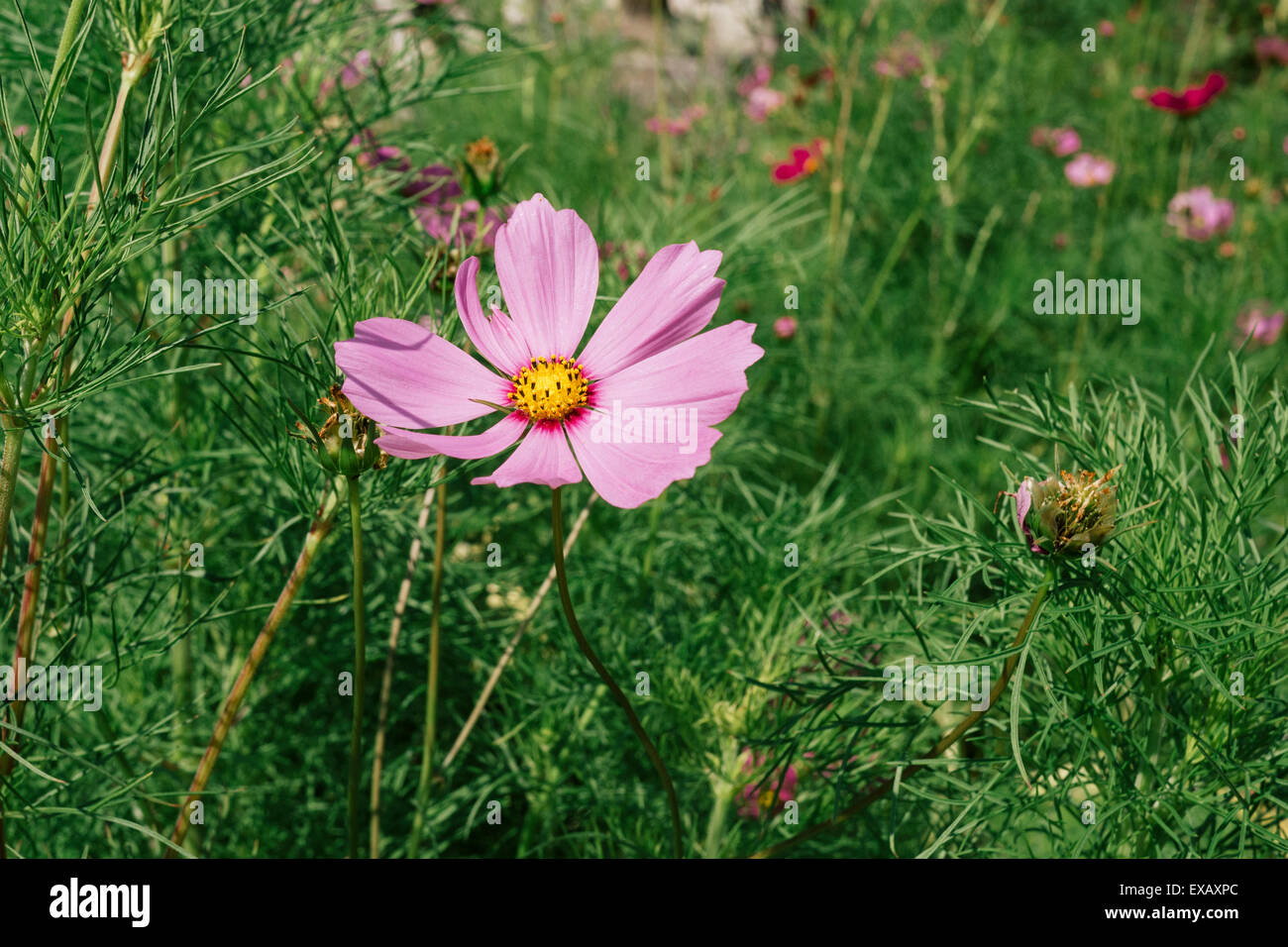Purple poppy -Fotos und -Bildmaterial in hoher Auflösung – Alamy