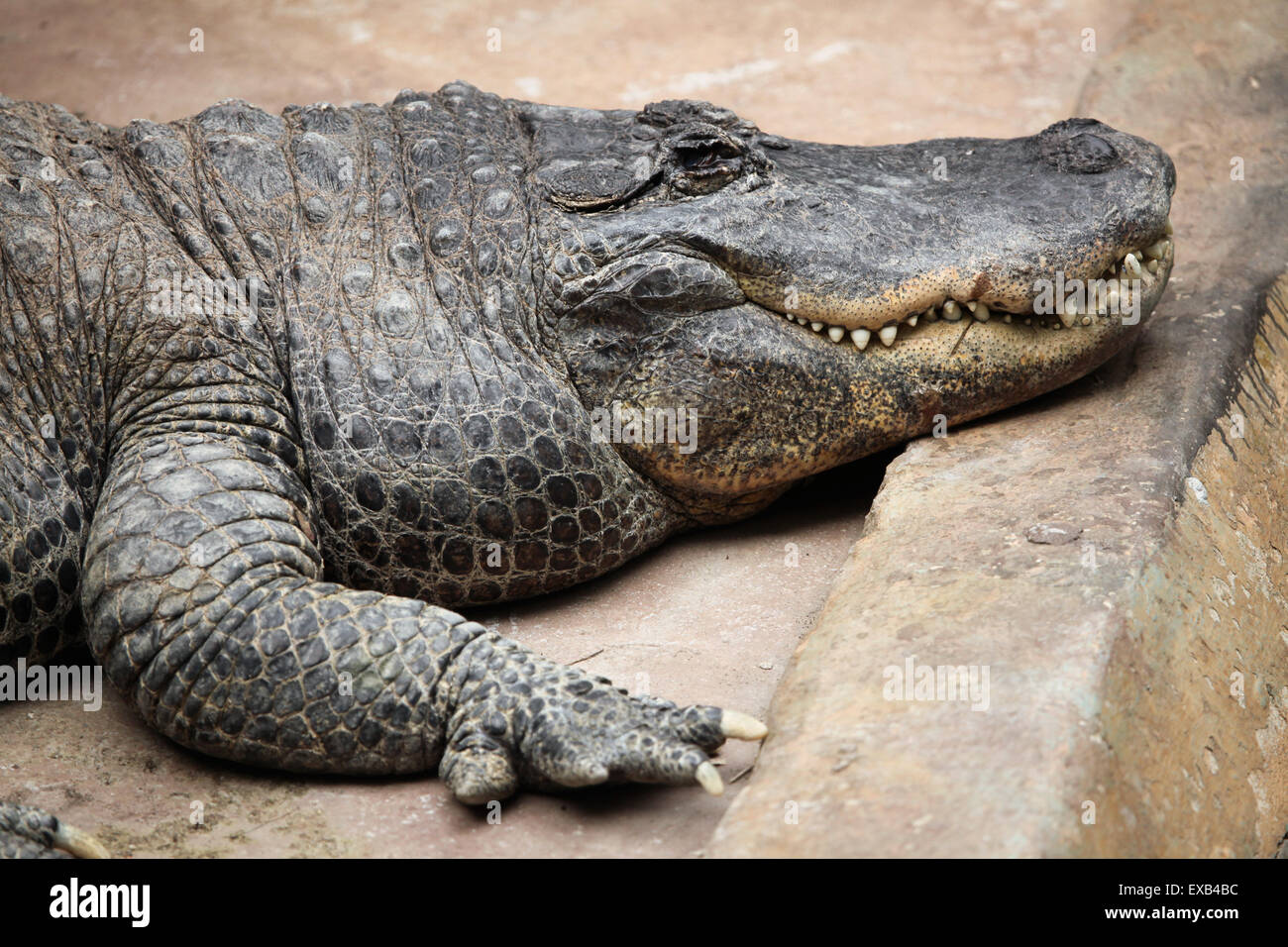 Amerikanischer Alligator (Alligator Mississippiensis) in Usti Nad Labem ...