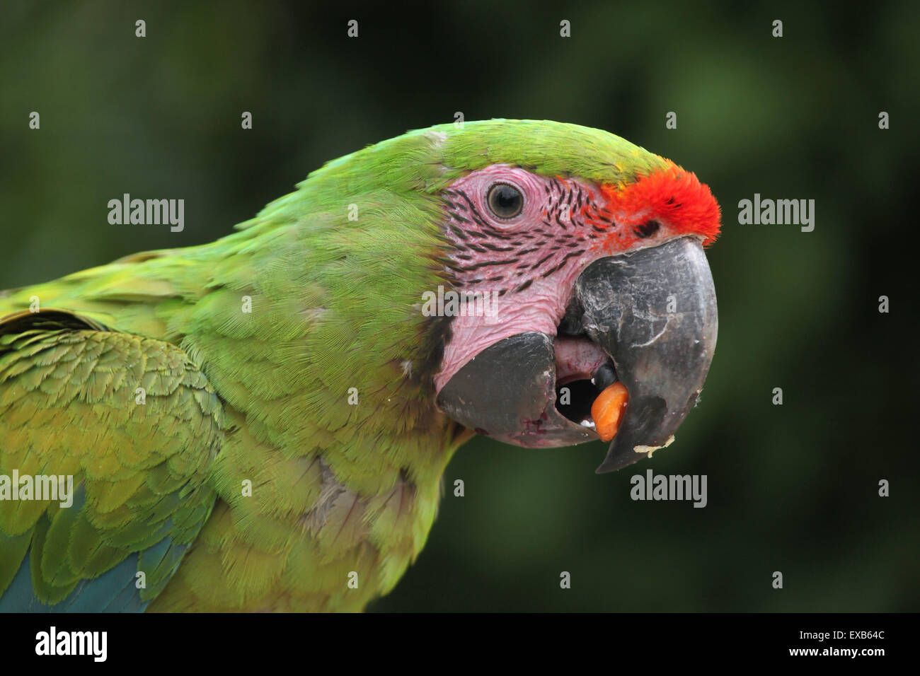 Buffons macaw -Fotos und -Bildmaterial in hoher Auflösung – Alamy