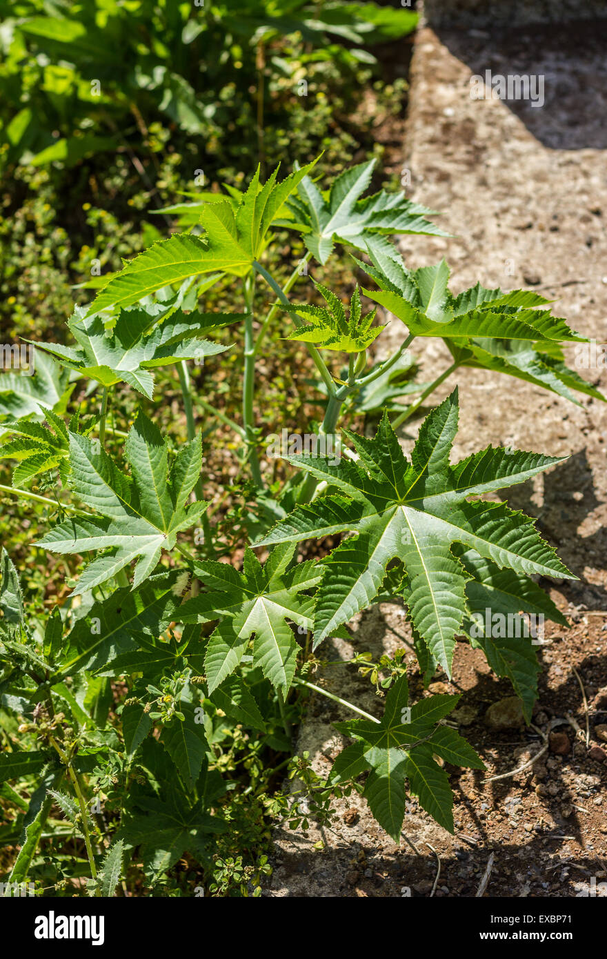 Rizinus und Samen, Ricinus communis Stockfotografie - Alamy