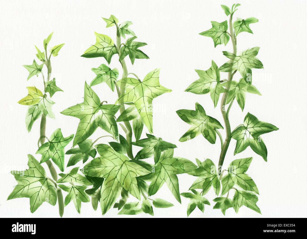Watercolor painting green ivy branches -Fotos und -Bildmaterial in ...