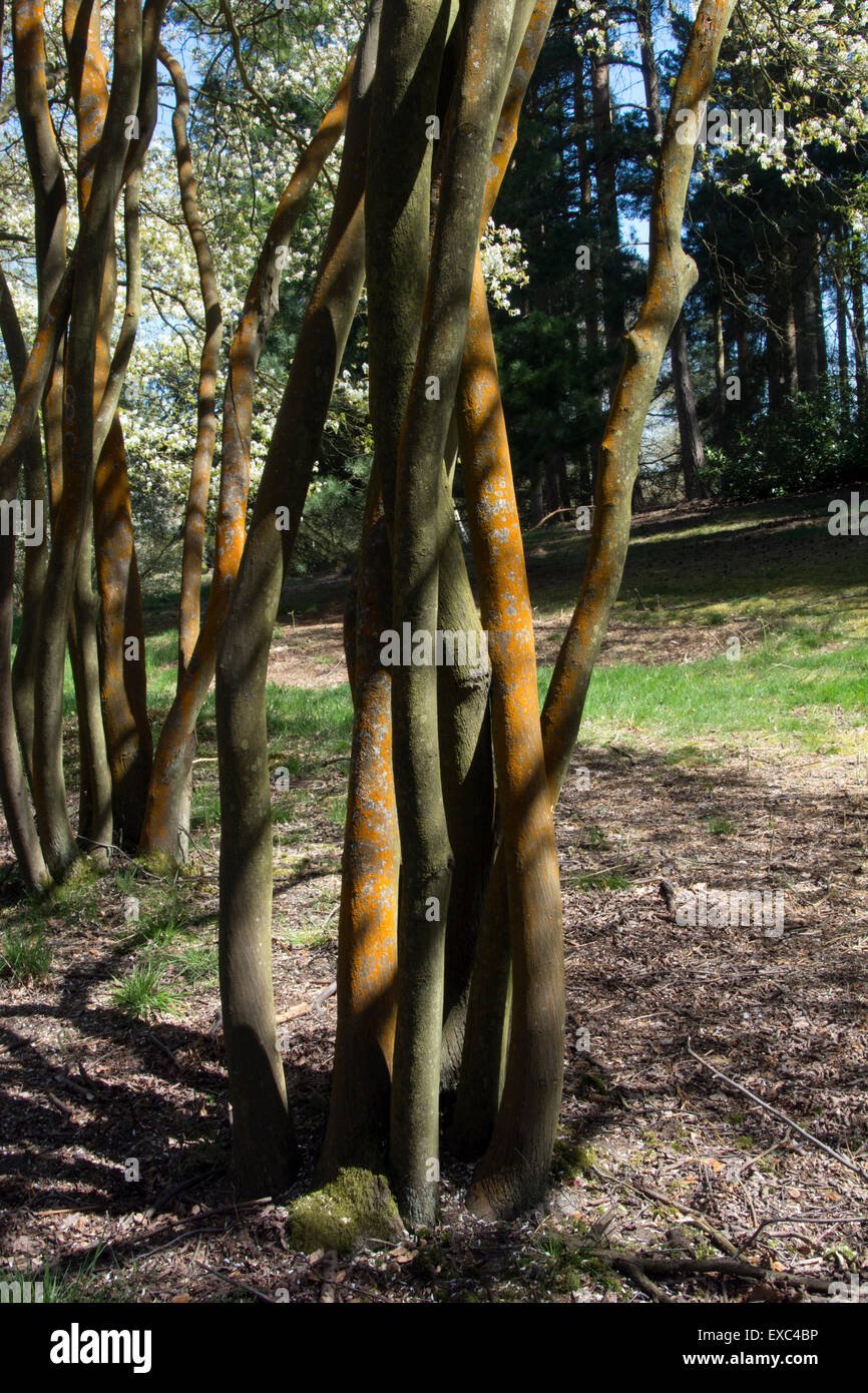 BERKSHIRE; WINDSOR GREAT PARK; FLECHTEN CALOPLACA AURANTIA AUF ...