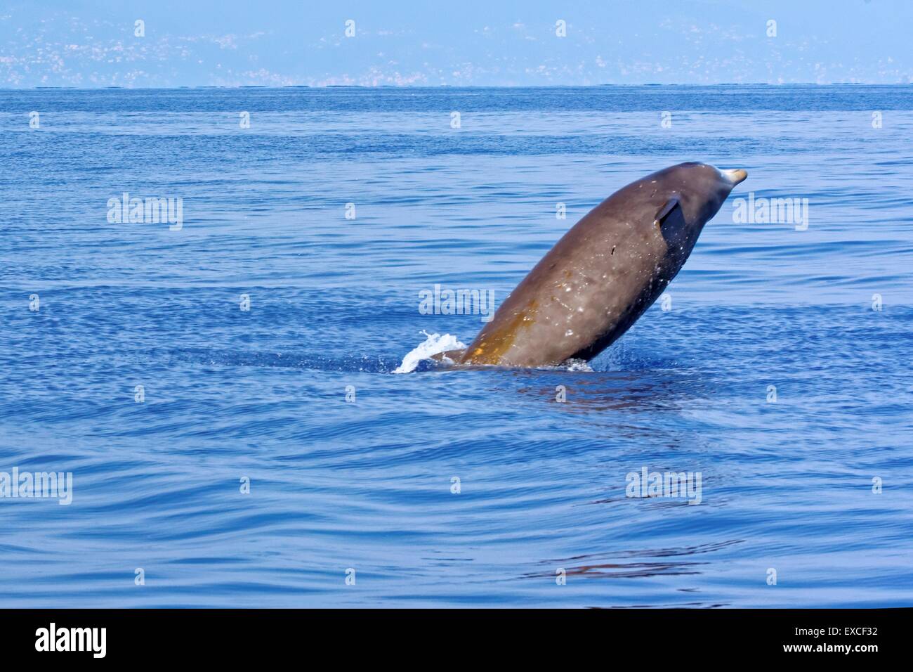 Cuviers Schnabelwal Stockfotos und -bilder Kaufen - Alamy