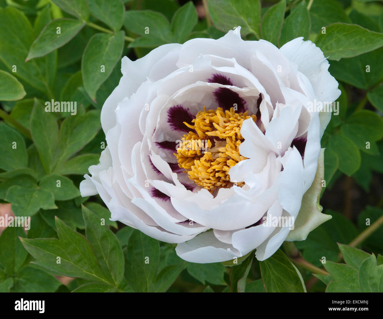 Baum Pfingstrose - Paeonia rockii Stockfotografie - Alamy