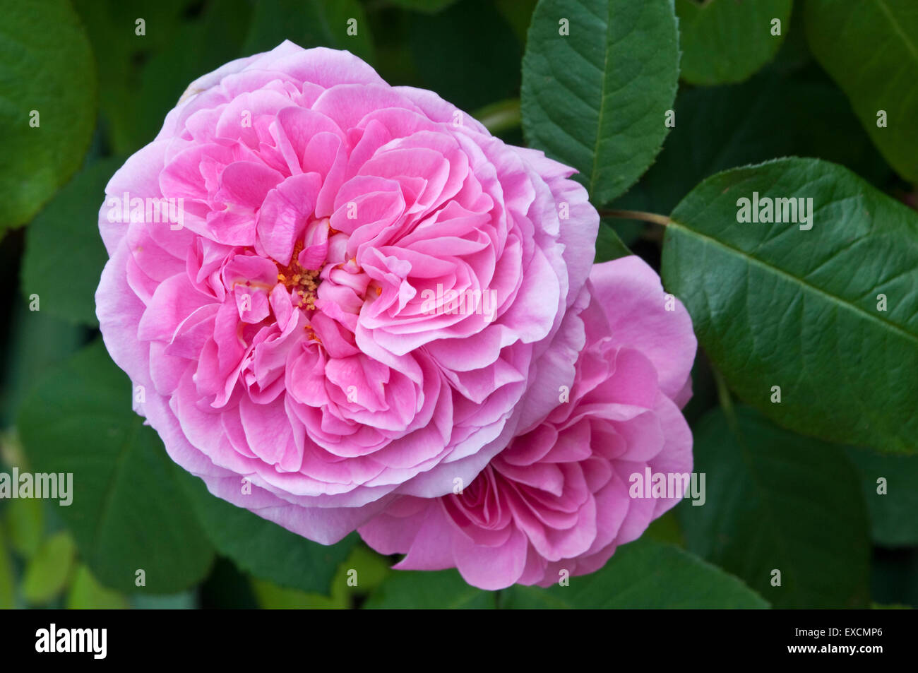 Englische strauchrosen -Fotos und -Bildmaterial in hoher Auflösung – Alamy