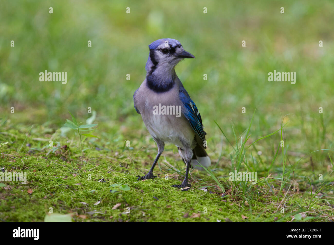 Eastern blue jay -Fotos und -Bildmaterial in hoher Auflösung – Alamy