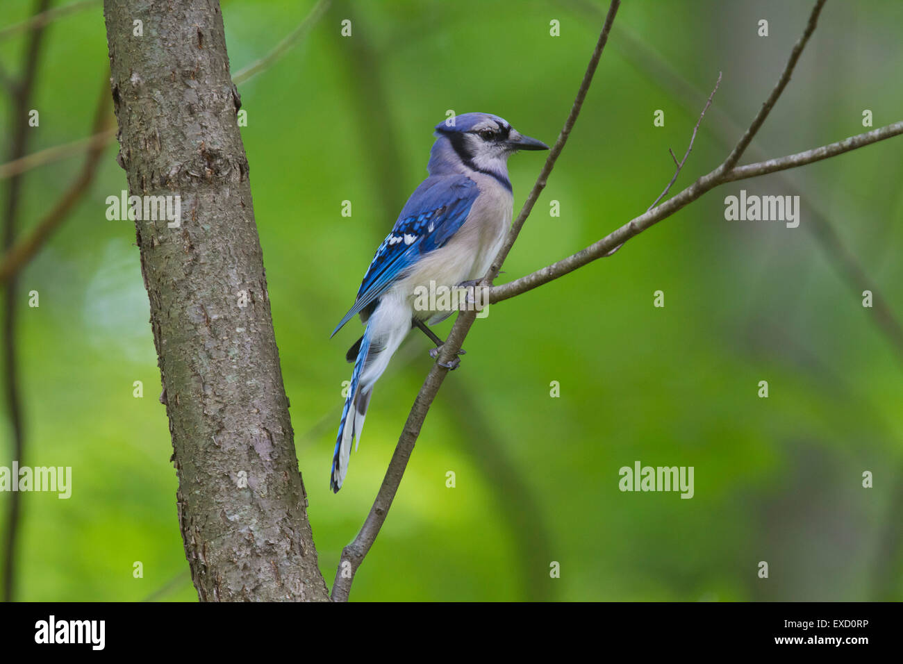 Eastern blue jay -Fotos und -Bildmaterial in hoher Auflösung – Alamy