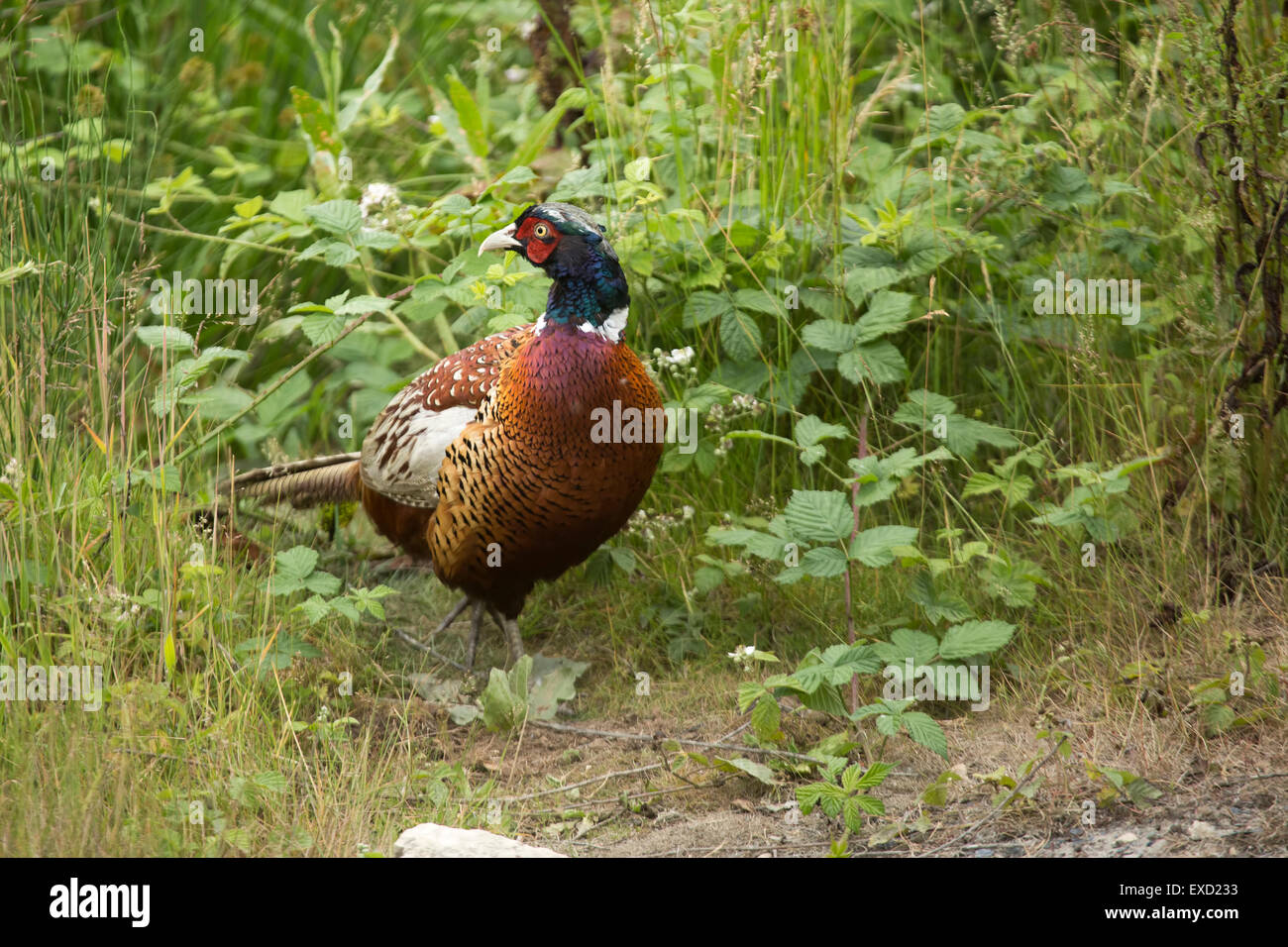 Fasan im gras -Fotos und -Bildmaterial in hoher Auflösung – Alamy