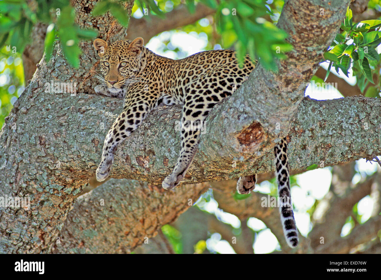 Leoparden Wildtiere Stockfotos und -bilder Kaufen - Alamy