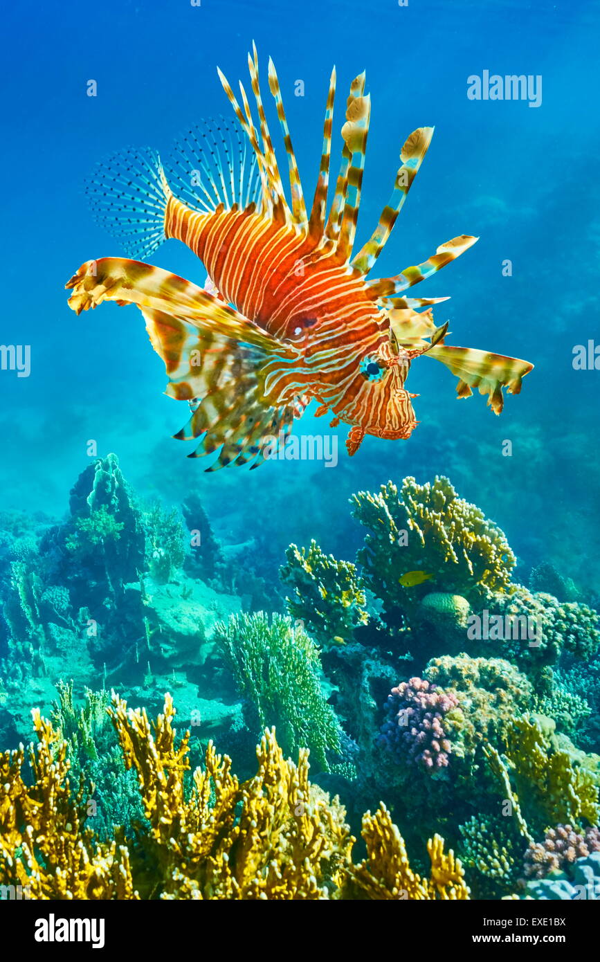 Feuerfische über Riff, Pterois Volitans, Dahab, Sinai, Rotes Meer ...