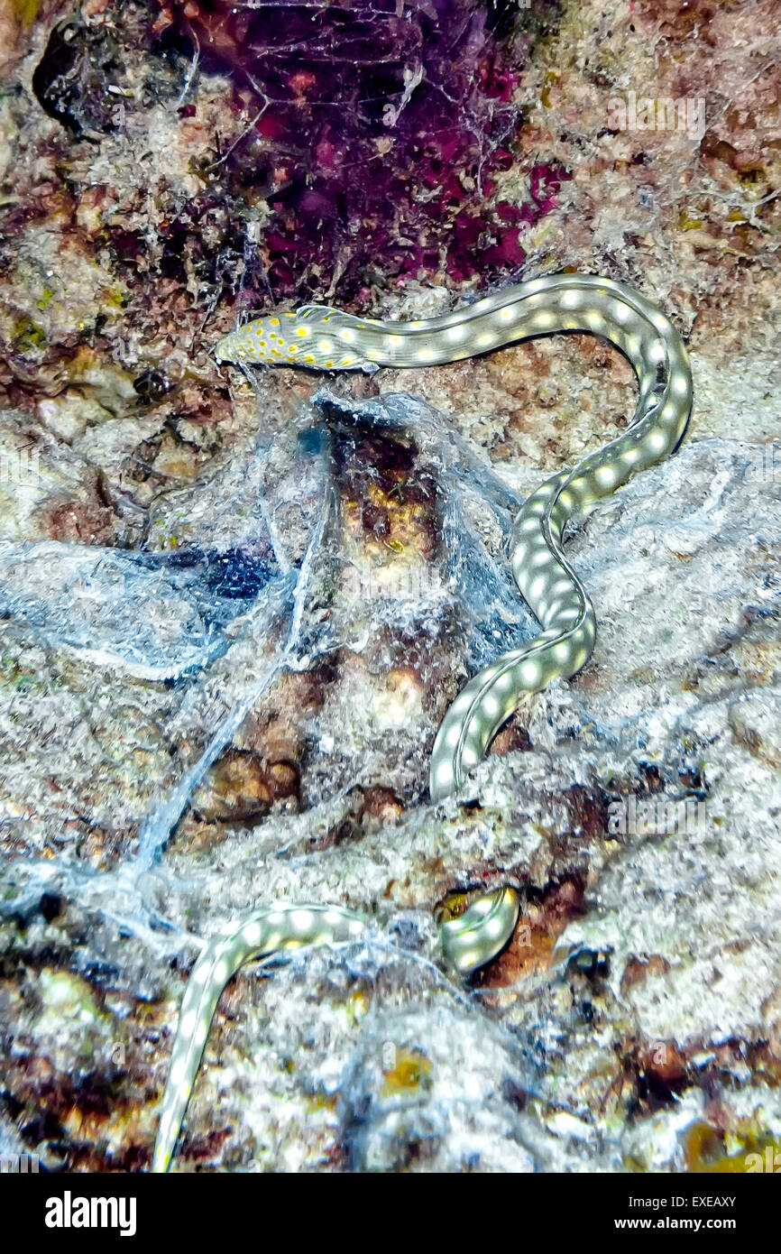 Sharptail Aal machen ihren Weg durch die Korallen in Bari Reef Bonaire ...