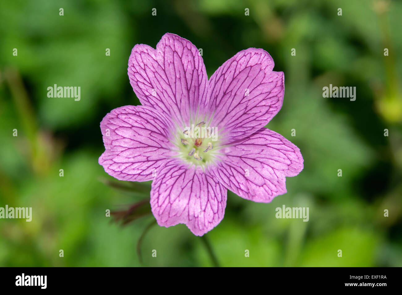 Mavis simpson -Fotos und -Bildmaterial in hoher Auflösung – Alamy