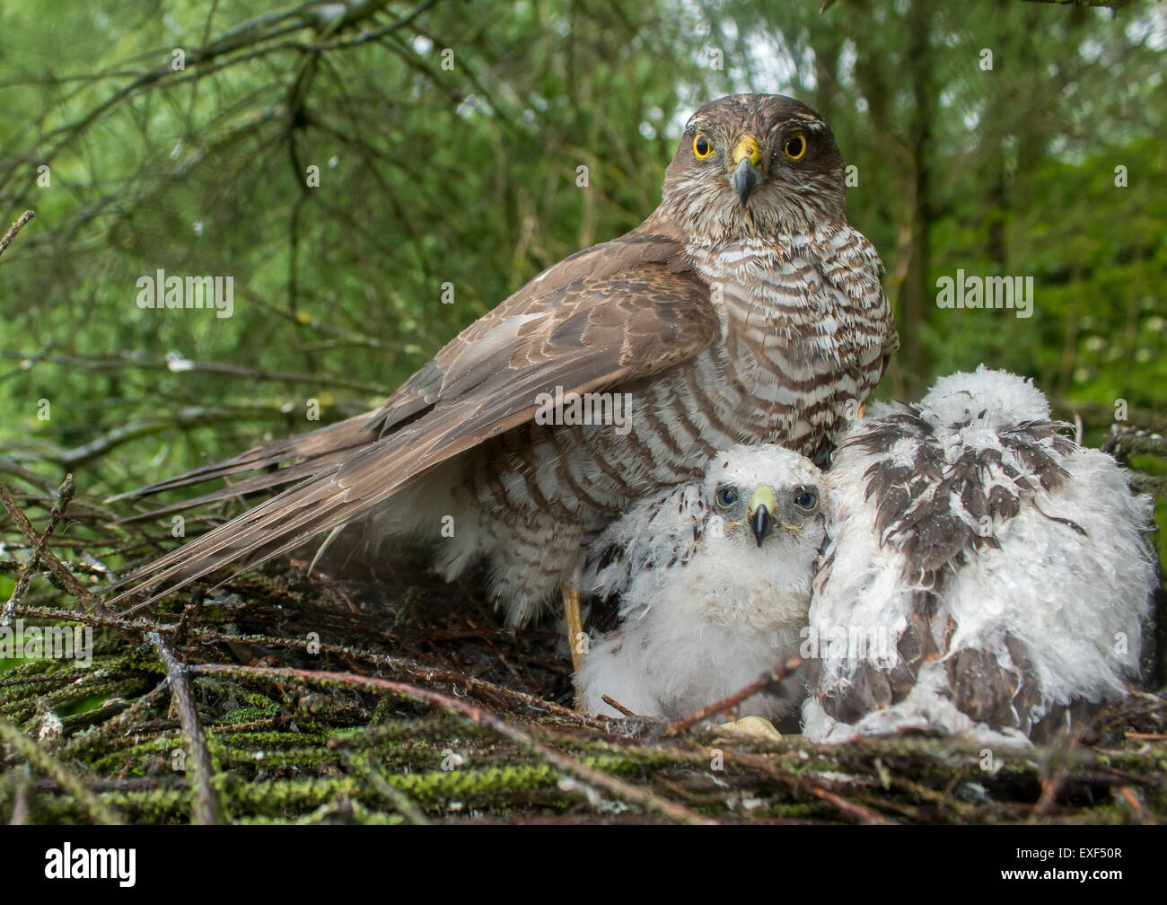 Junger sperber -Fotos und -Bildmaterial in hoher Auflösung – Alamy
