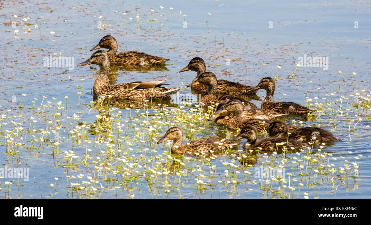 Weibliche Ente und ihre neun ausgewachsenen Entenküken bilden eine ...