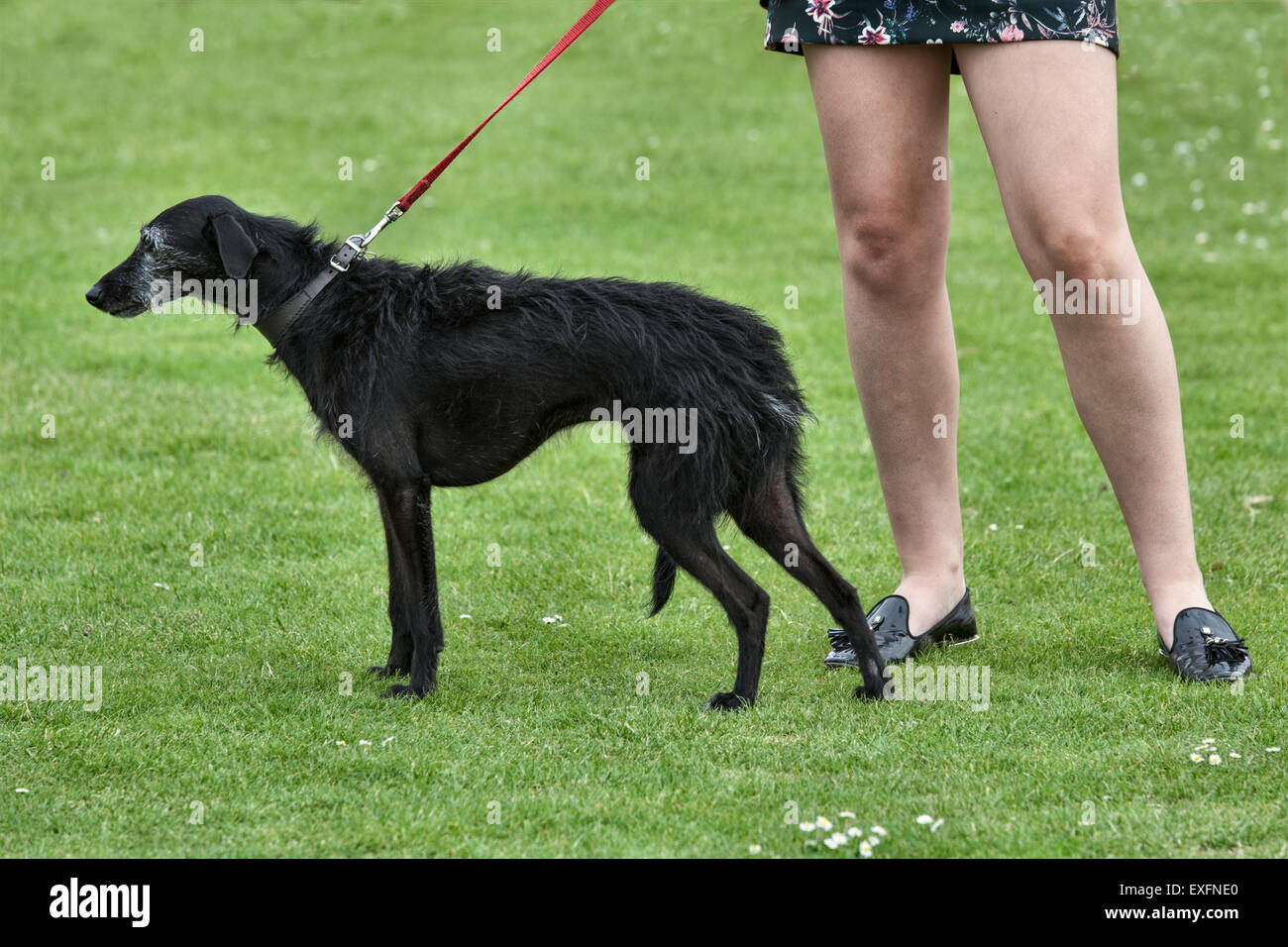 Beim besitzer -Fotos und -Bildmaterial in hoher Auflösung – Alamy