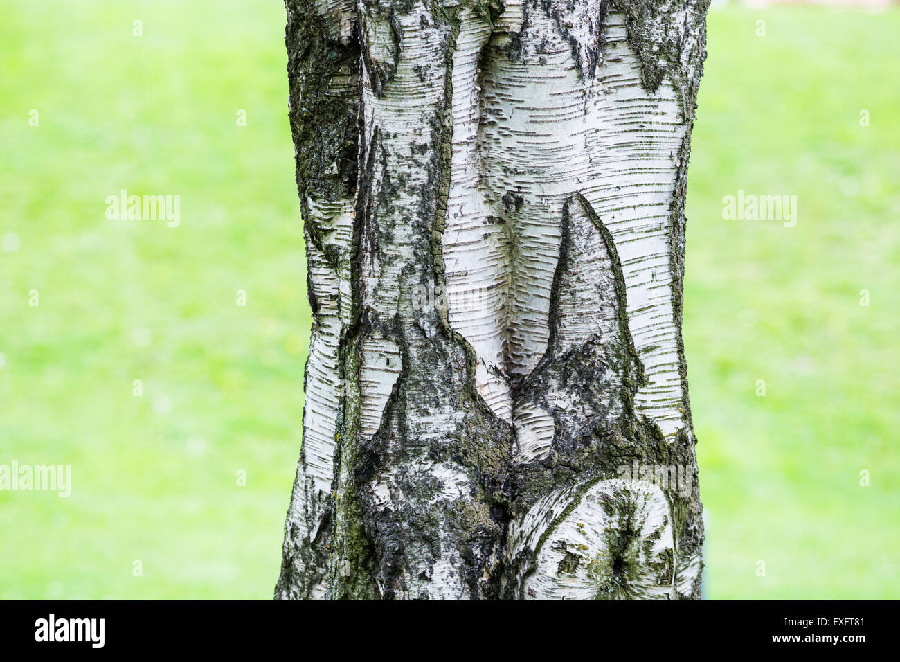 Gefleckte baumrinde -Fotos und -Bildmaterial in hoher Auflösung – Alamy
