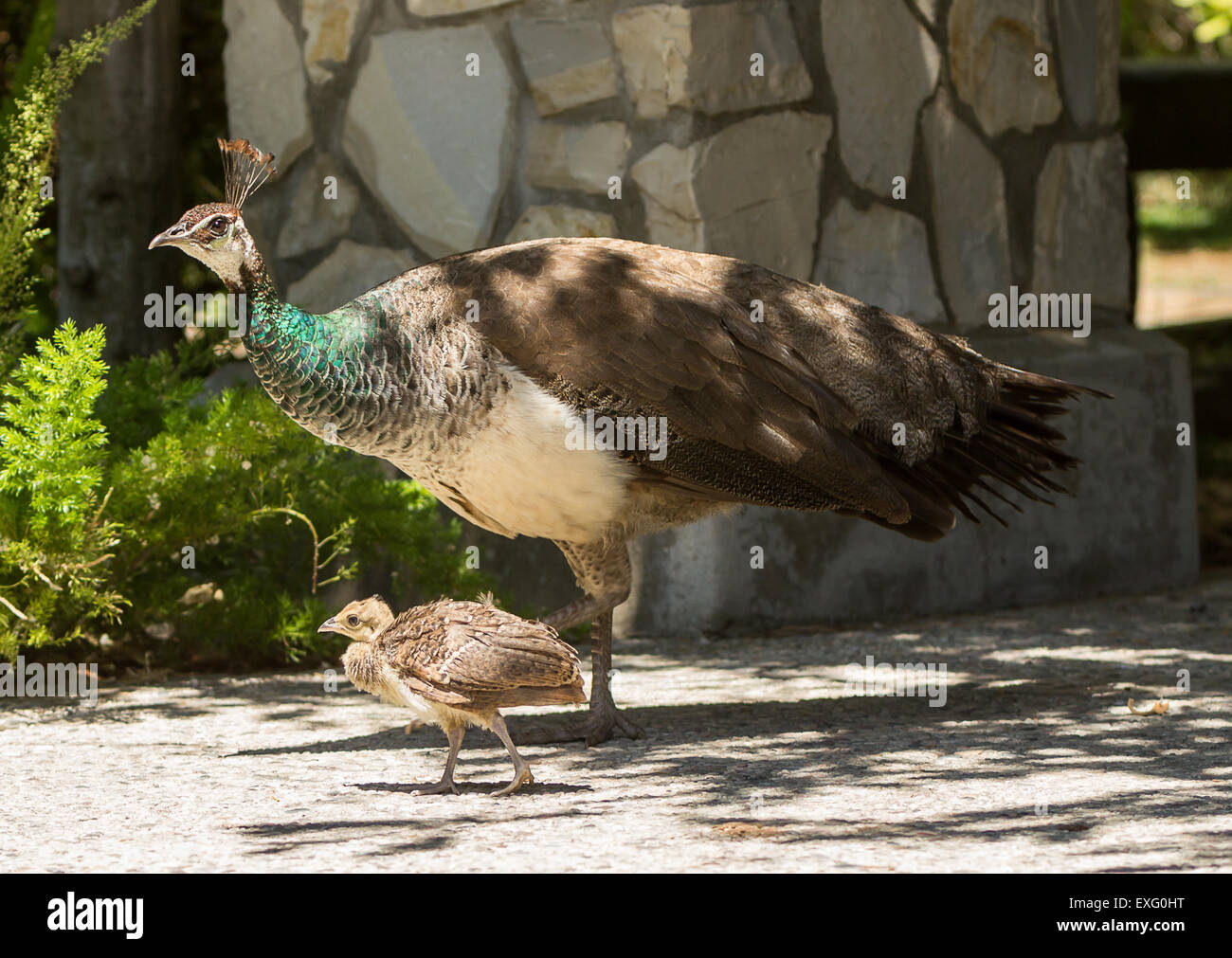 Baby peacock -Fotos und -Bildmaterial in hoher Auflösung - Seite 2 - Alamy
