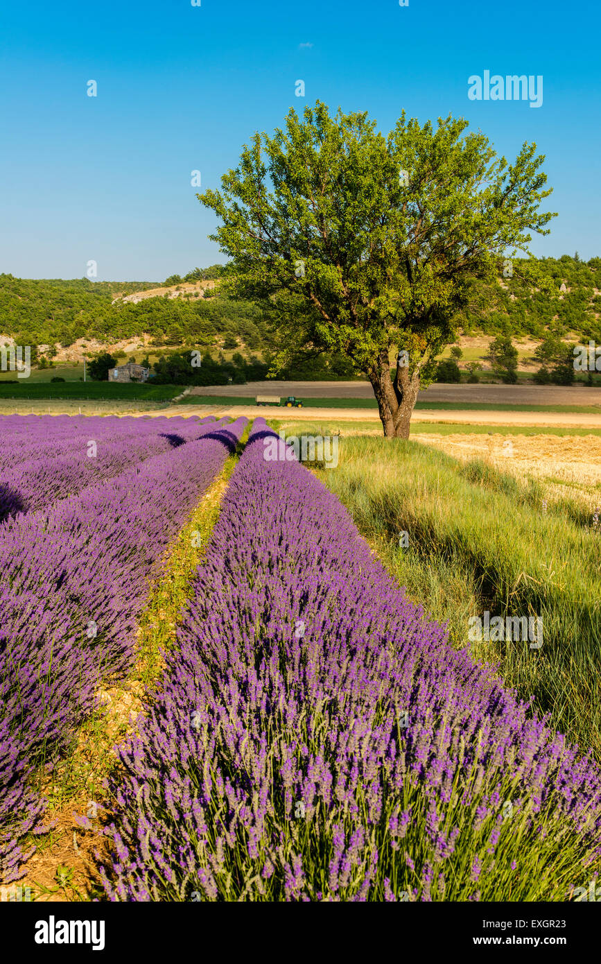 Provence frankreich -Fotos und -Bildmaterial in hoher Auflösung – Alamy
