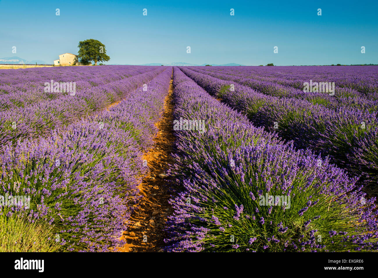 Provence valensole -Fotos und -Bildmaterial in hoher Auflösung – Alamy