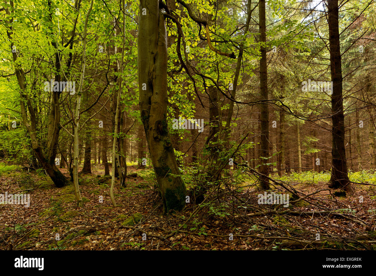 Laubwald mischwald -Fotos und -Bildmaterial in hoher Auflösung – Alamy