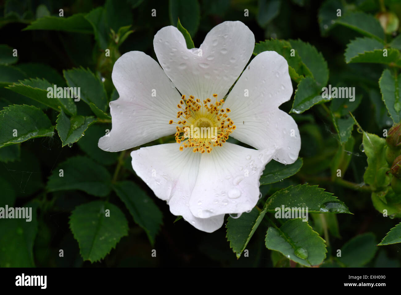 Hundsrose, Rosa Canina, wilde Kletterpflanze mit rosa und weißen Blüten ...