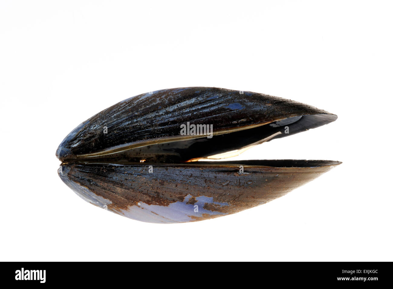 Blaue muschel mytilus edulis -Fotos und -Bildmaterial in hoher ...