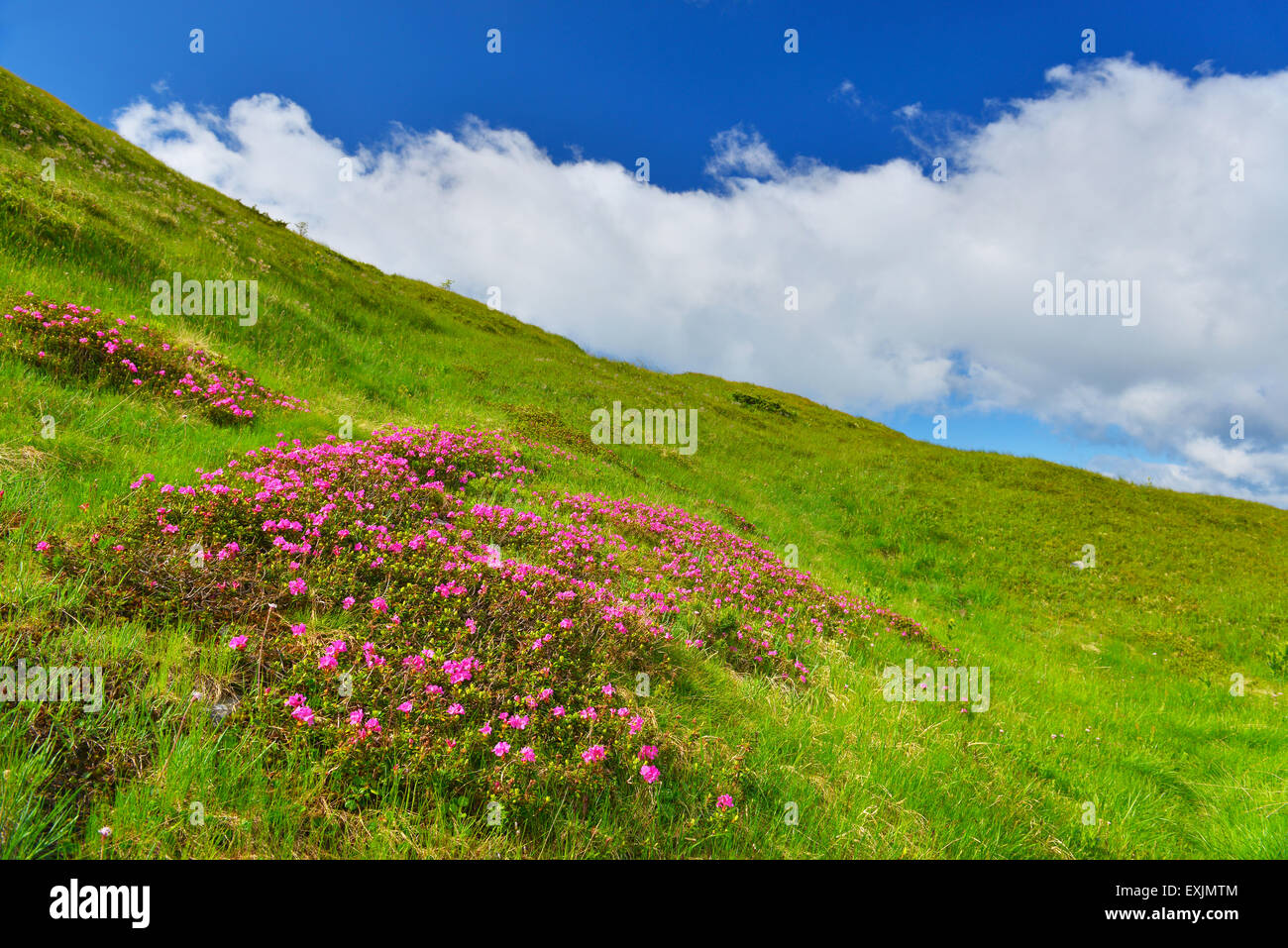 Alpine blossom -Fotos und -Bildmaterial in hoher Auflösung – Alamy