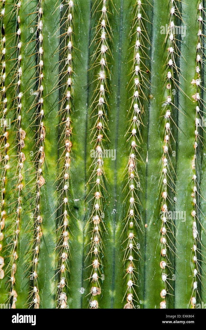 Stinger saison -Fotos und -Bildmaterial in hoher Auflösung – Alamy