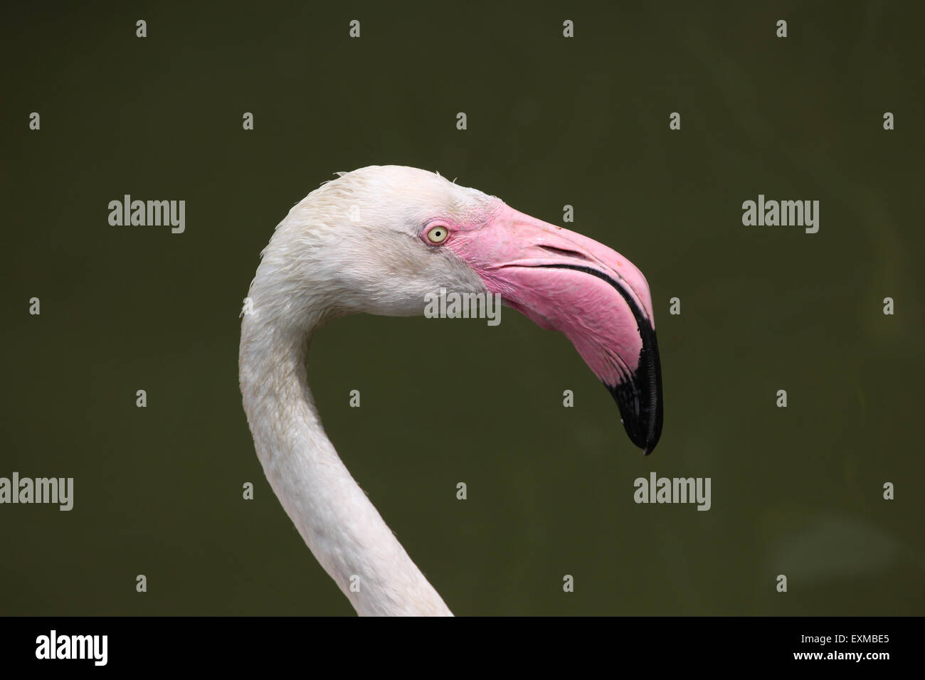 Rosa flamingos zypern -Fotos und -Bildmaterial in hoher Auflösung – Alamy