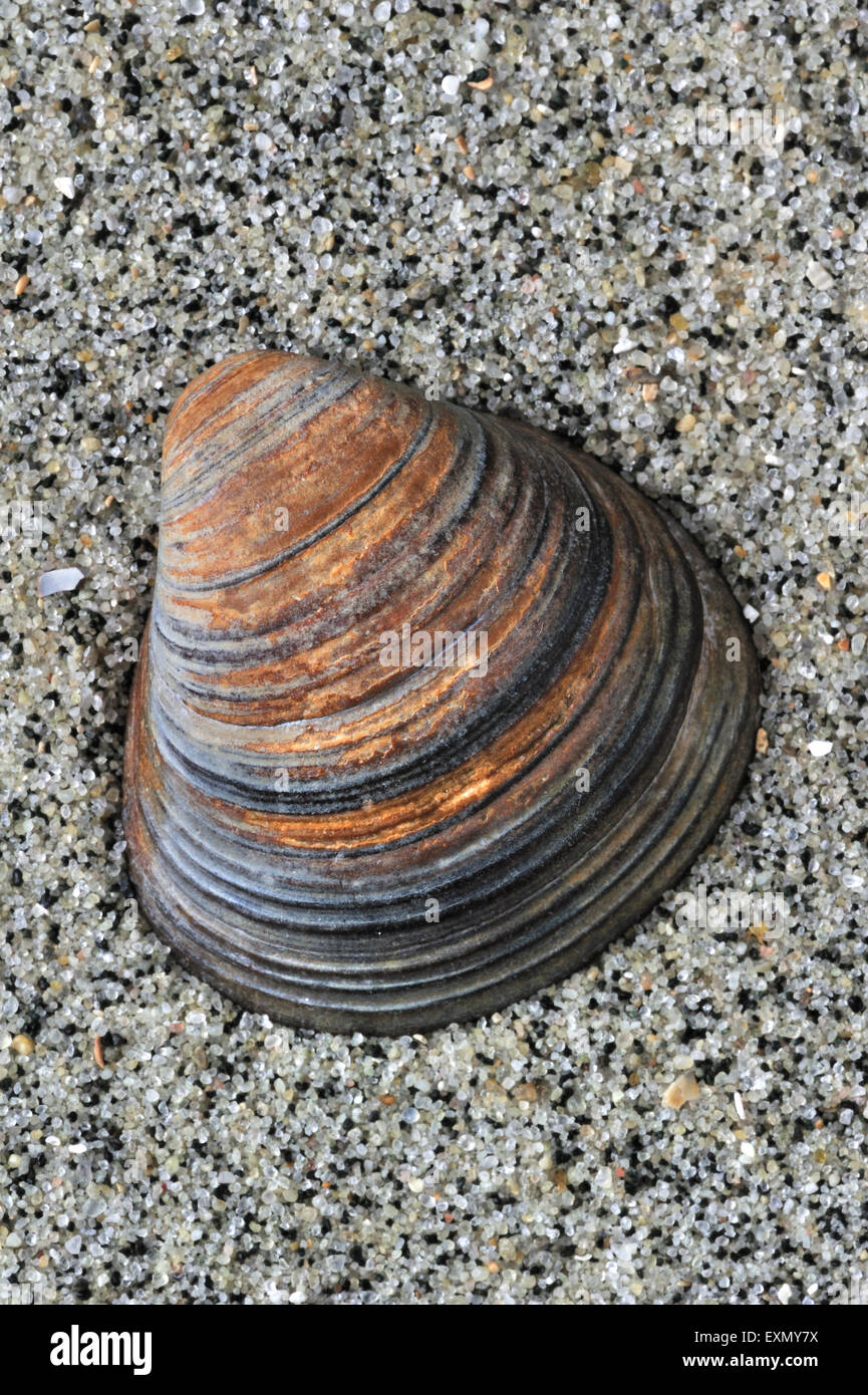 Mollusks fossil -Fotos und -Bildmaterial in hoher Auflösung – Alamy