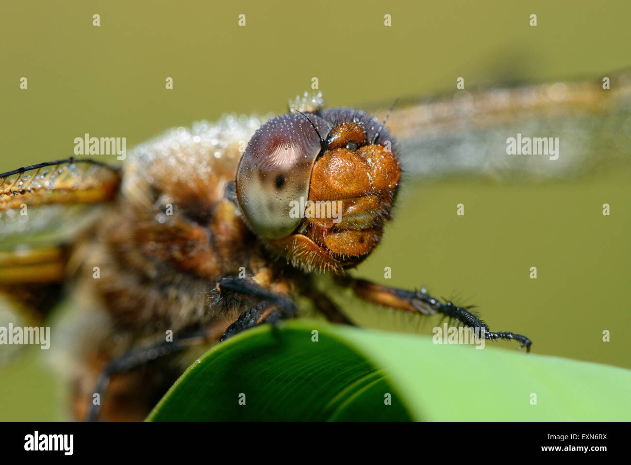 Knappe pflanze -Fotos und -Bildmaterial in hoher Auflösung – Alamy