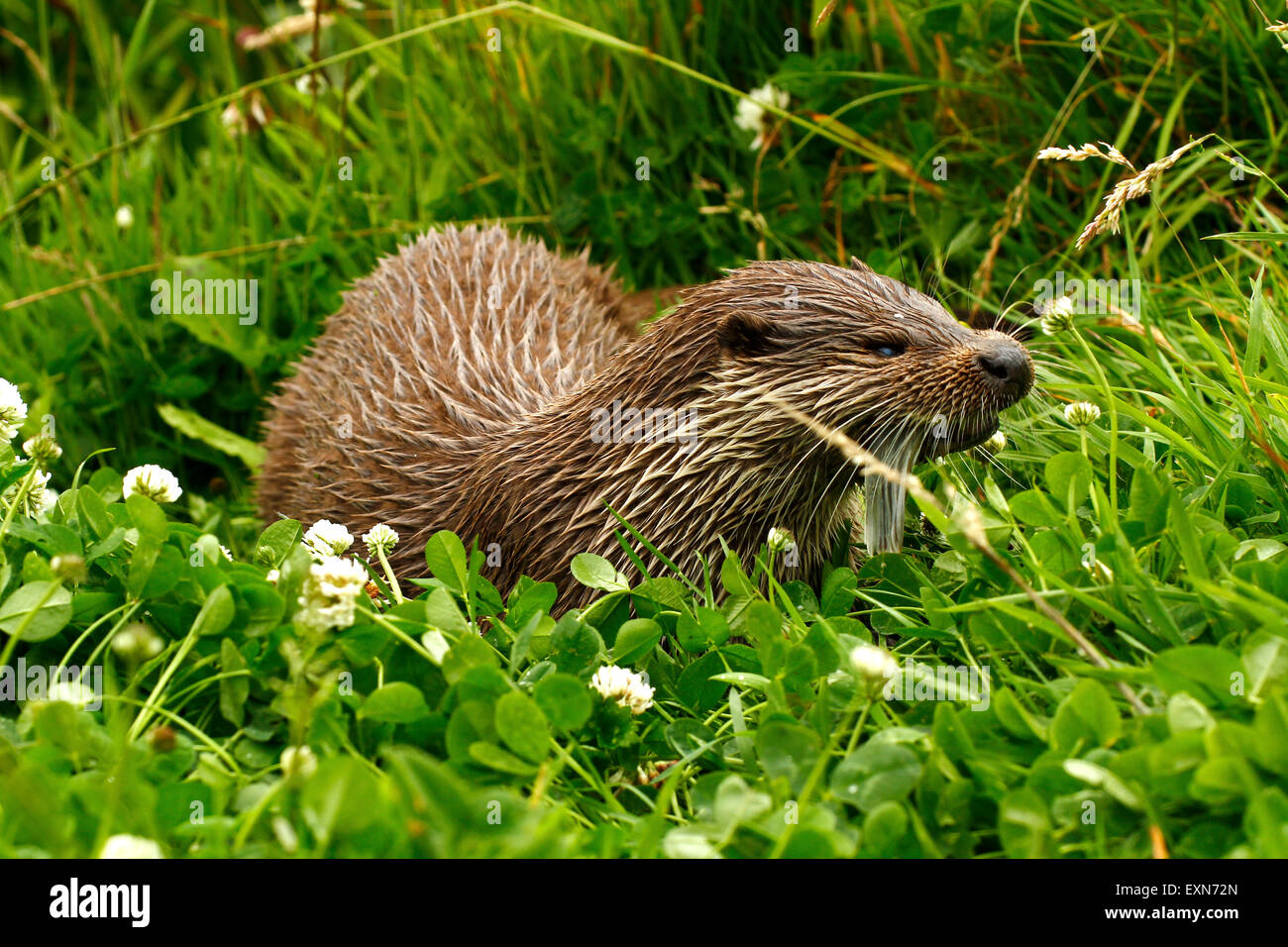 Otter sind schön, schüchtern Fleischfresser selten in freier Wildbahn ...
