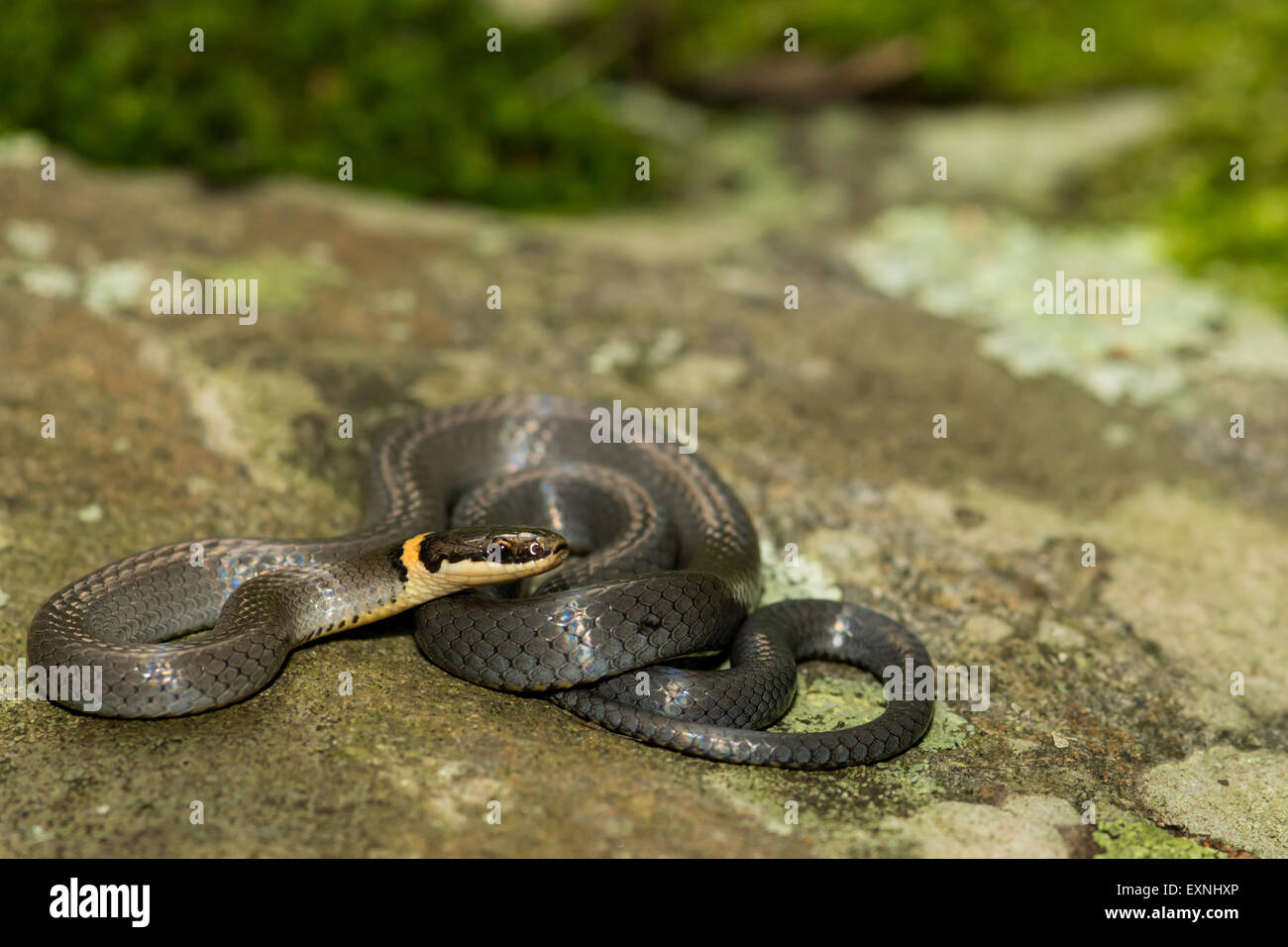 Ring neck snake -Fotos und -Bildmaterial in hoher Auflösung – Alamy