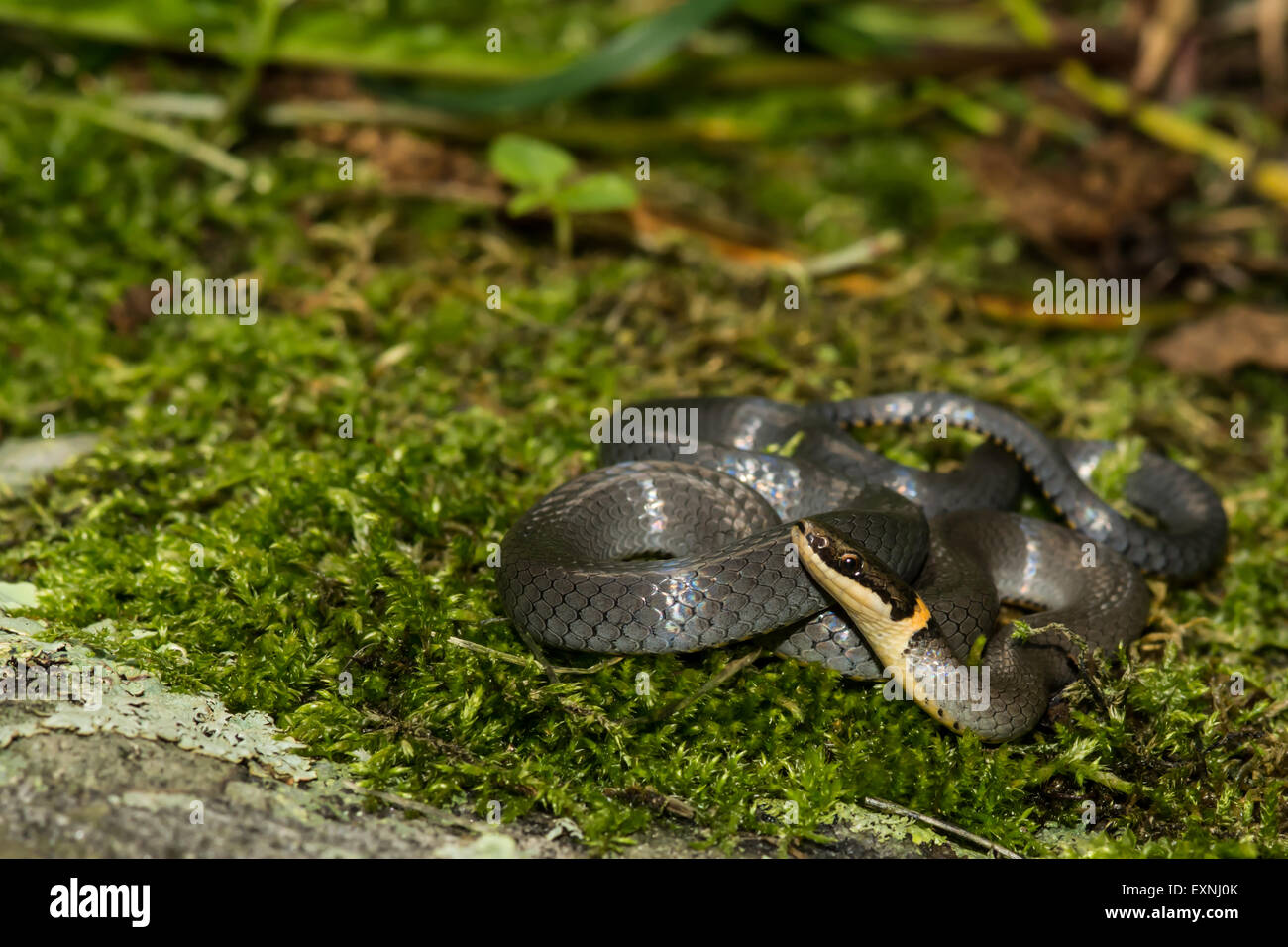 Fossorial snake -Fotos und -Bildmaterial in hoher Auflösung – Alamy