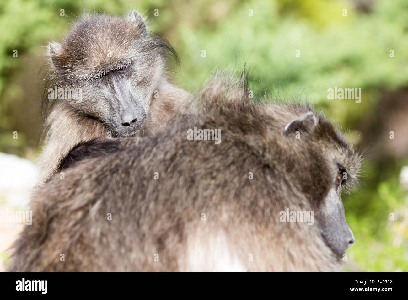 Cape baboons -Fotos und -Bildmaterial in hoher Auflösung – Alamy